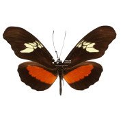 Heliconidae