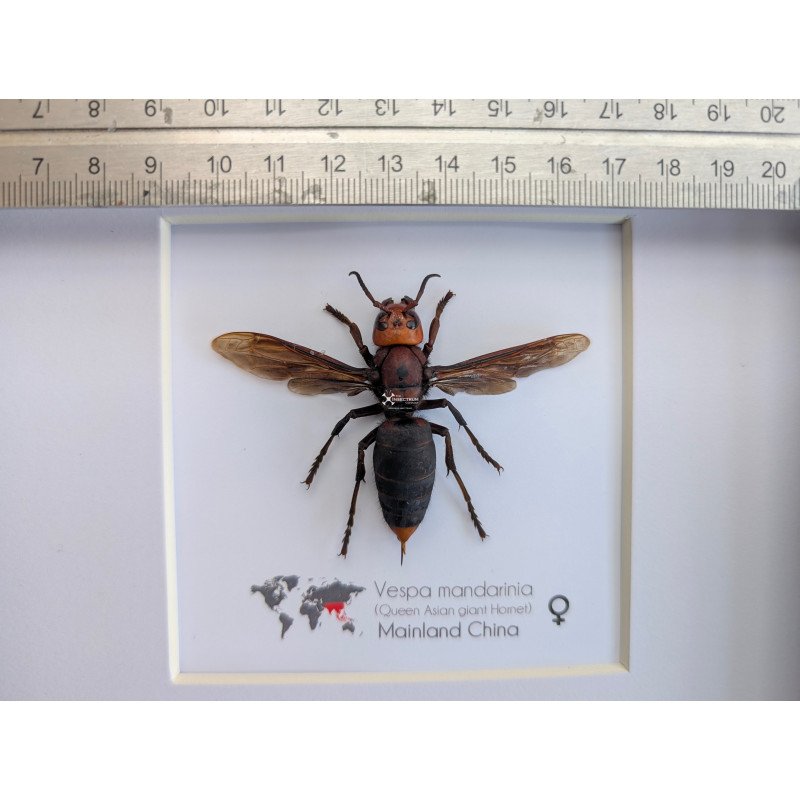 VESPA-MANDARINIA-FORM MAGNIFICA